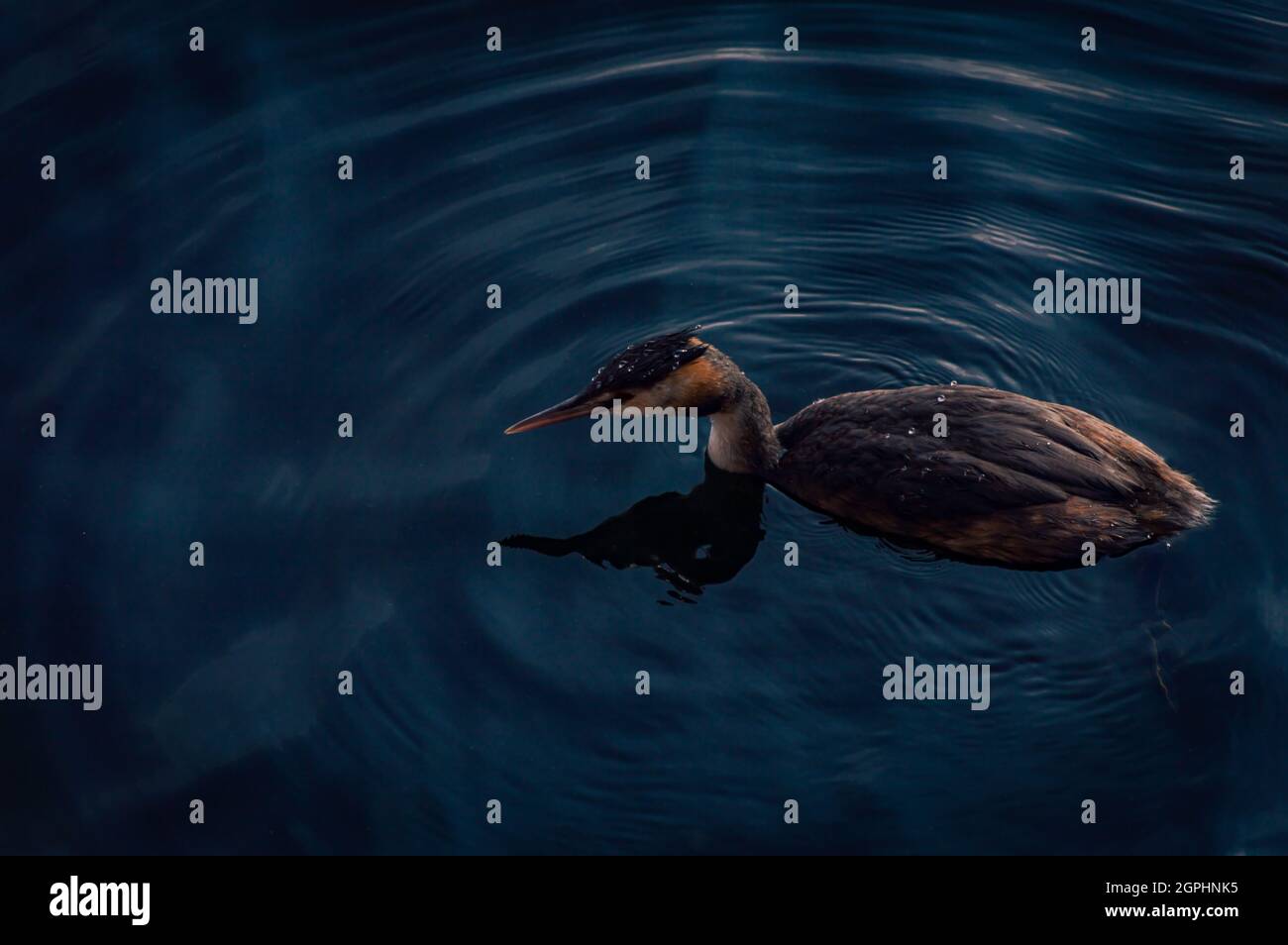 Image of a female warm brown grebe swimming in the blue water of a lake ...