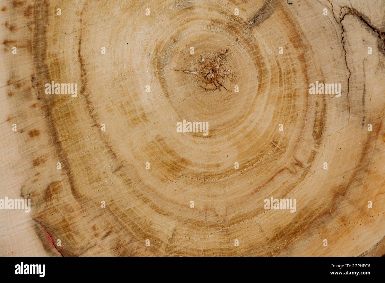 The texture of a fresh cut of an old poplar Stock Photo - Alamy