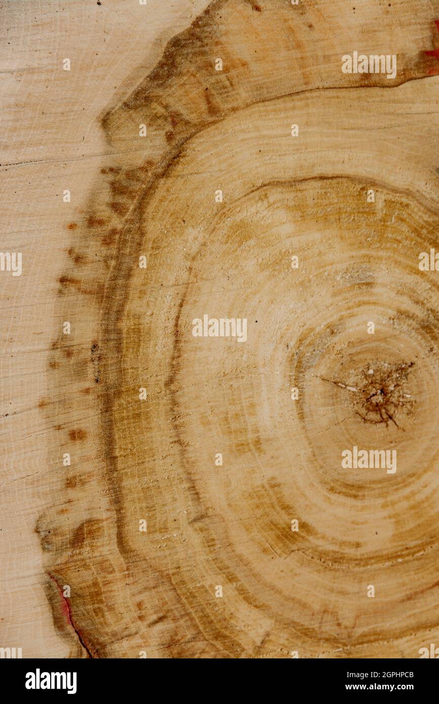 The texture of a fresh cut of an old poplar Stock Photo - Alamy