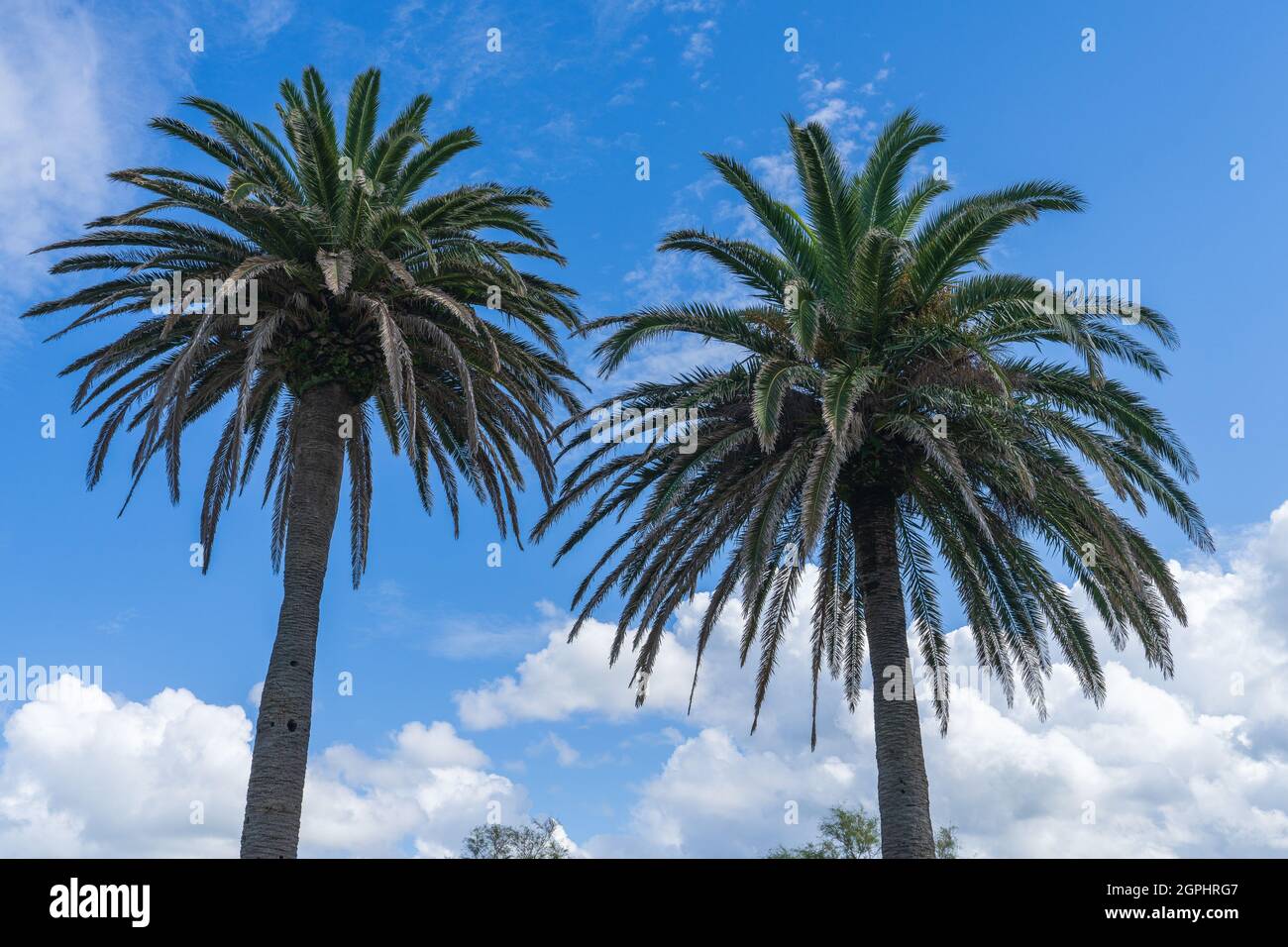 Slender palm trees with blue sky and clouds background Stock Photo - Alamy