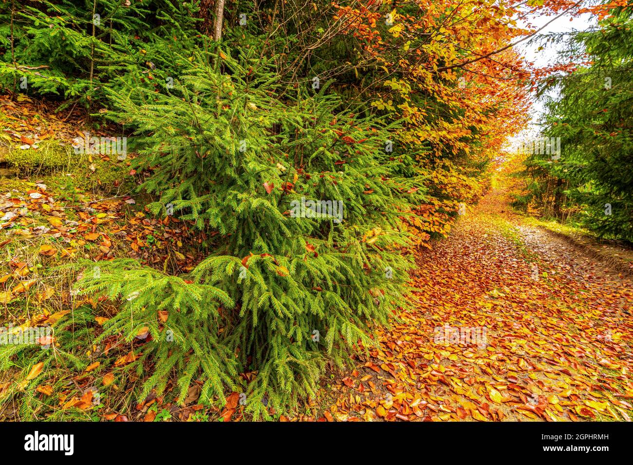 Beautiful path in a nature park strewn with autumn leaves Stock Photo ...