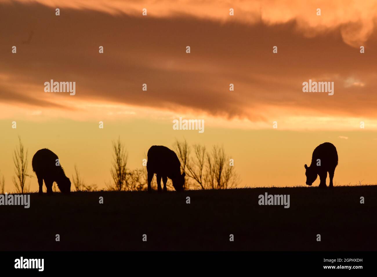 Cattle feed technology hi-res stock photography and images - Alamy