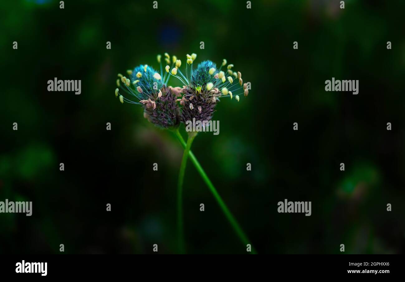 Intertwined flowers hi-res stock photography and images - Alamy