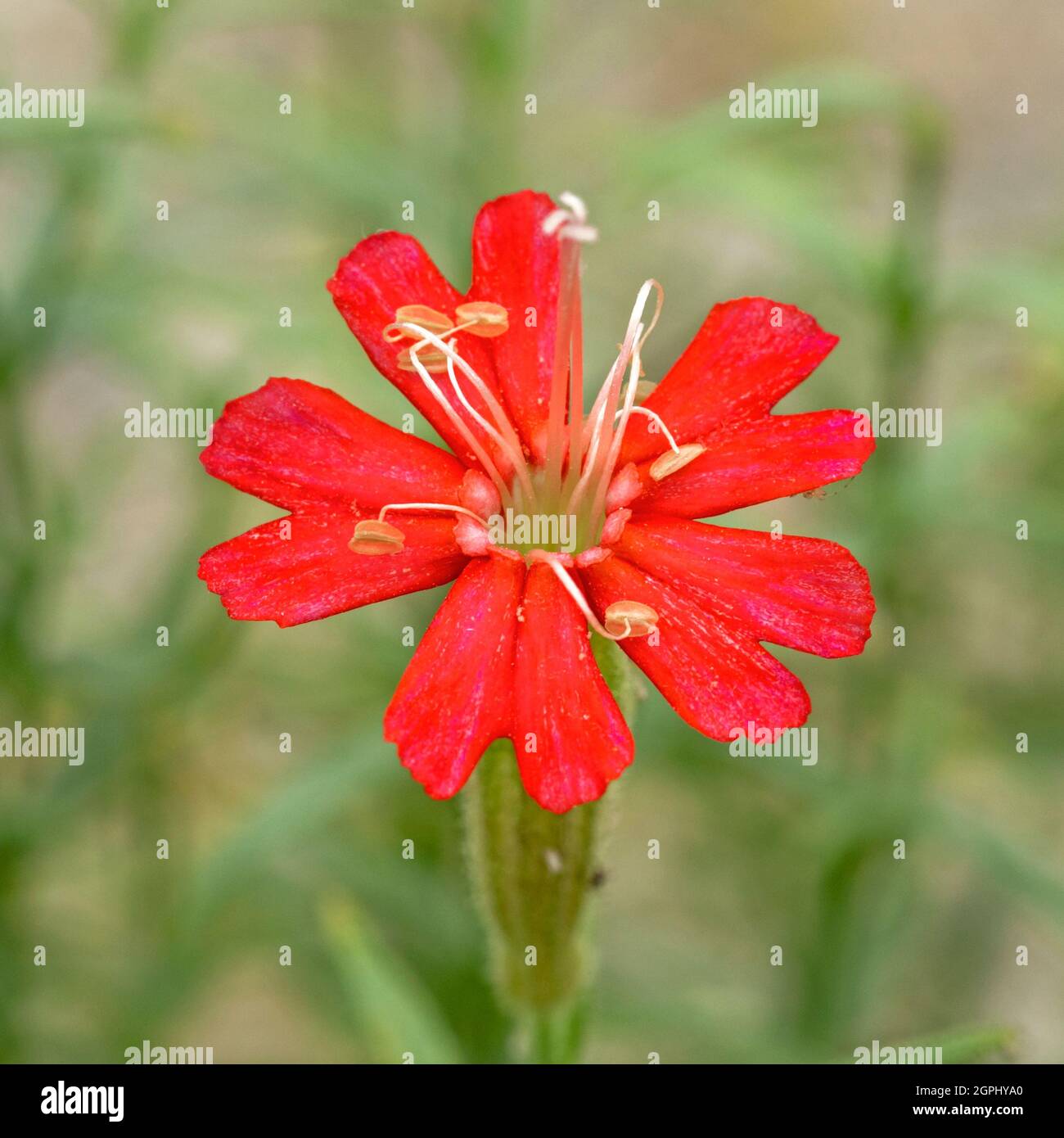 Catchfly hi-res stock photography and images - Alamy