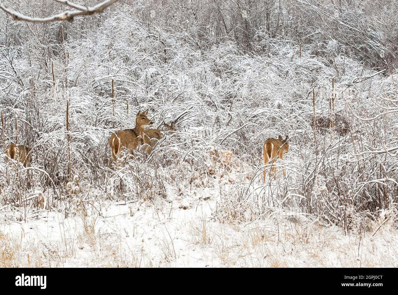 A beautiful Winter scene of White-tailed deer foraging in the woods as ...