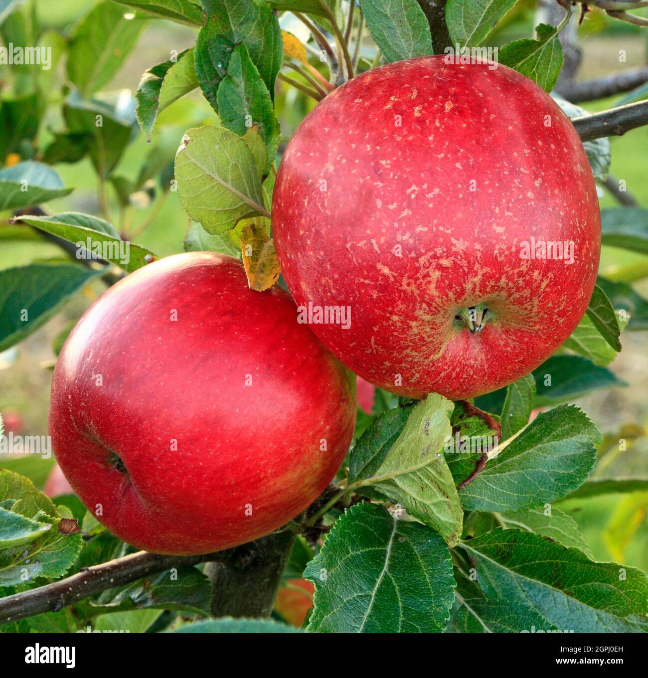 Red apple tree hi-res stock photography and images - Alamy