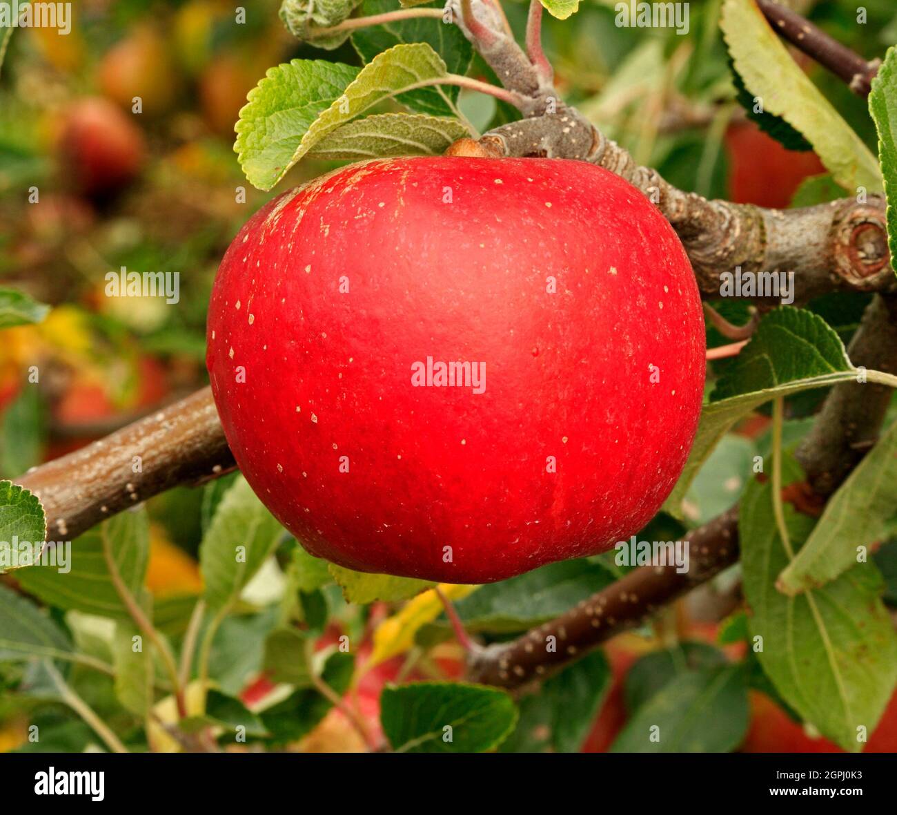 Apple 'Cox's Orange Pippin', growing on tree, apples, fruit, malus ...