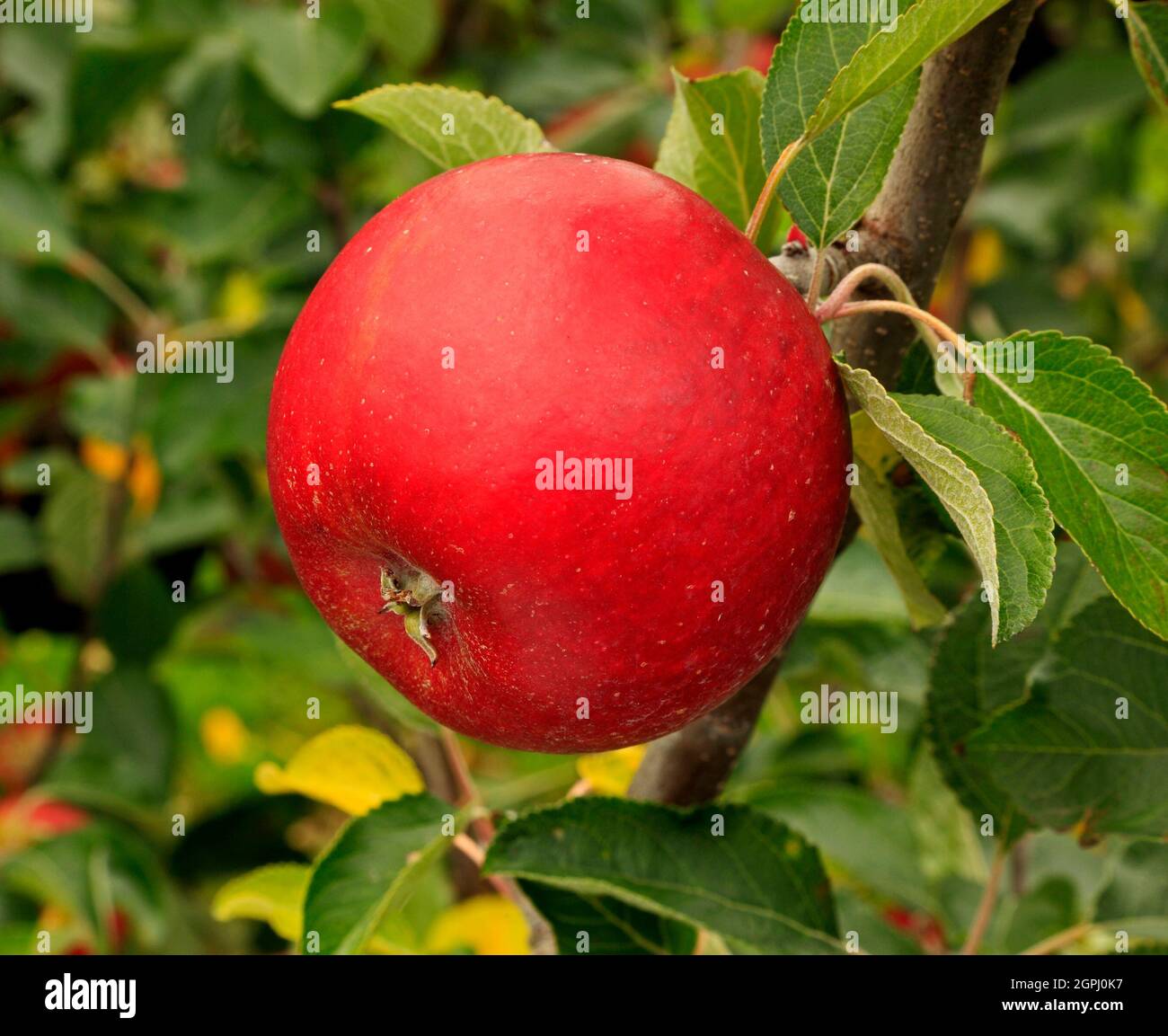 Apple 'Cox's Orange Pippin', growing on tree, apples, fruit, malus ...