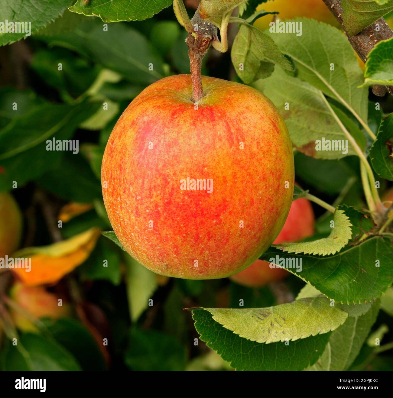 Apple 'Crown Gold', growing on tree, apples, fruit, malus domestica ...