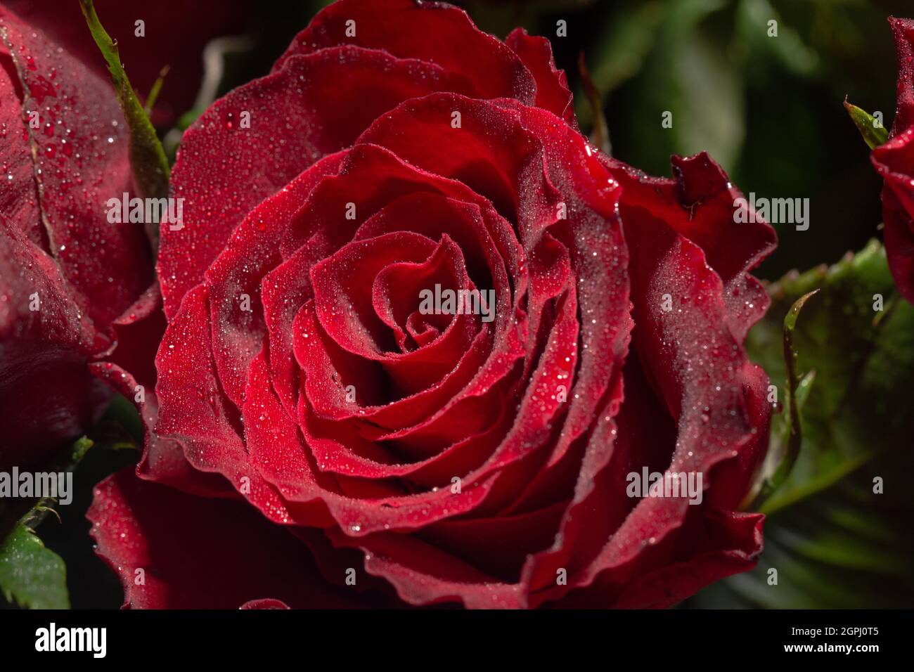fresh dark red roses close-up texture background, roses for feast Stock ...
