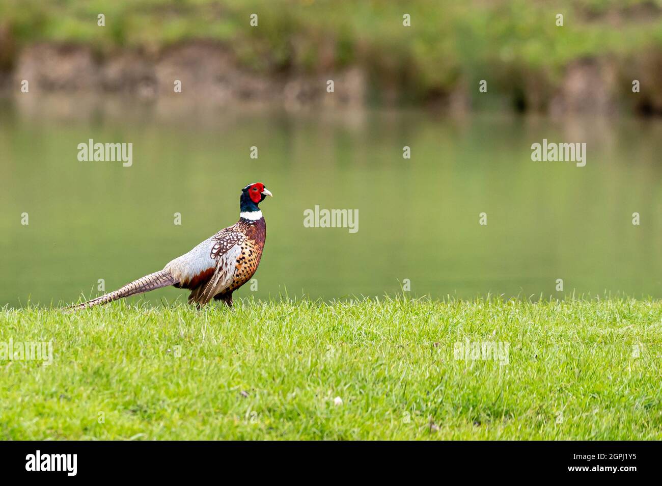 Male ring necked pheasant Stock Photo - Alamy