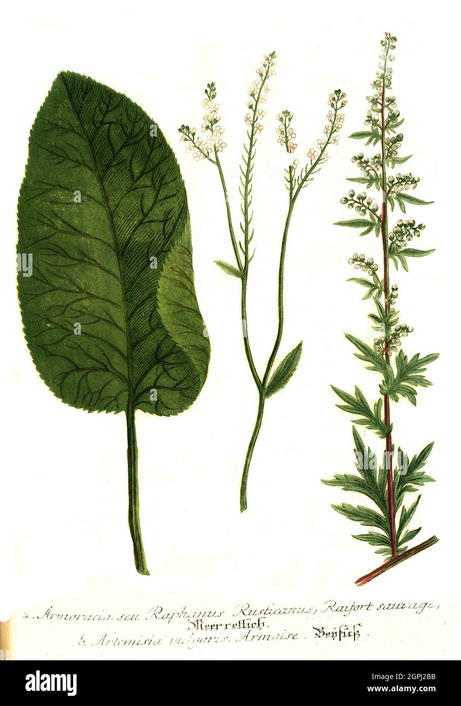 Armoracia seu raphanus rusticanus und Artemisia vulgaris und Artemisia ...