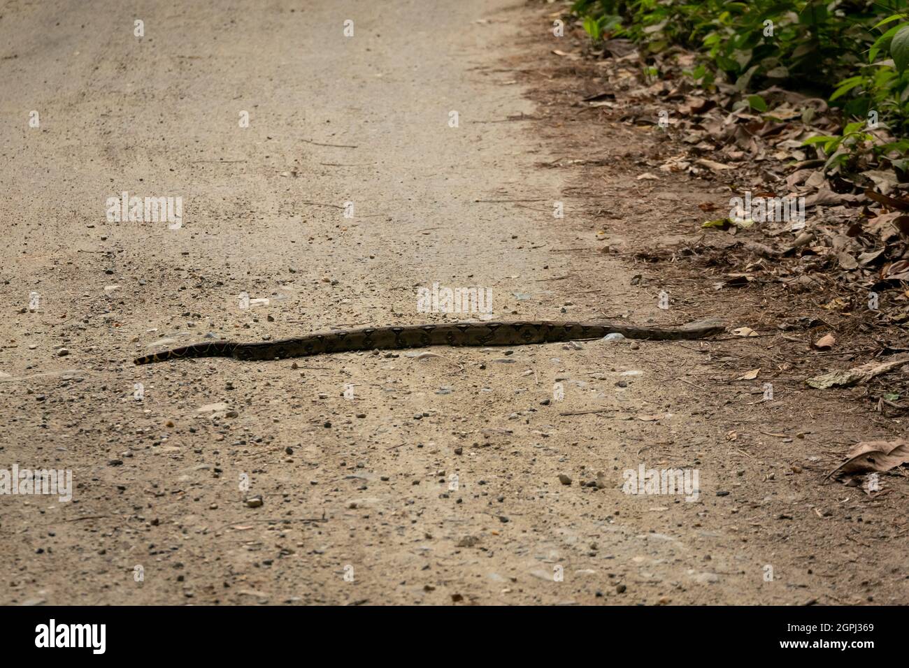 Cobra Crossing The Road