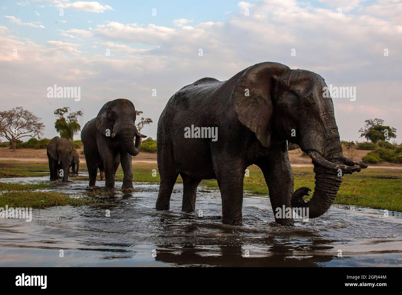 Elephant crossing the Chobe river, Chobe National Park, Botswana Stock ...