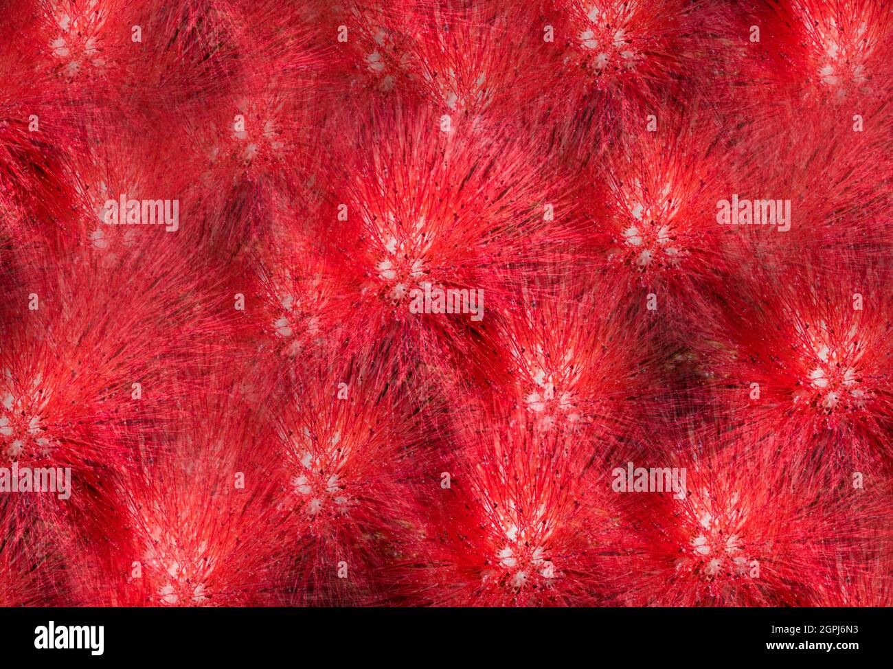 Nature background, Red flowers in an abstract floral pattern. Creative ...