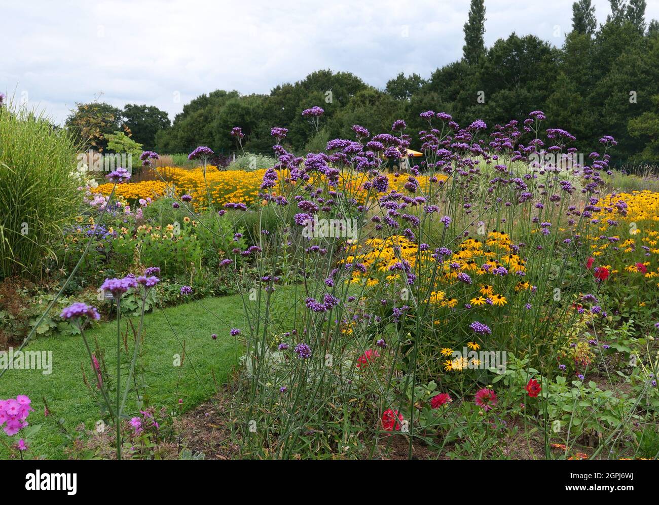Beautiful summer garden scene with verbena bonariensis and black eyed ...