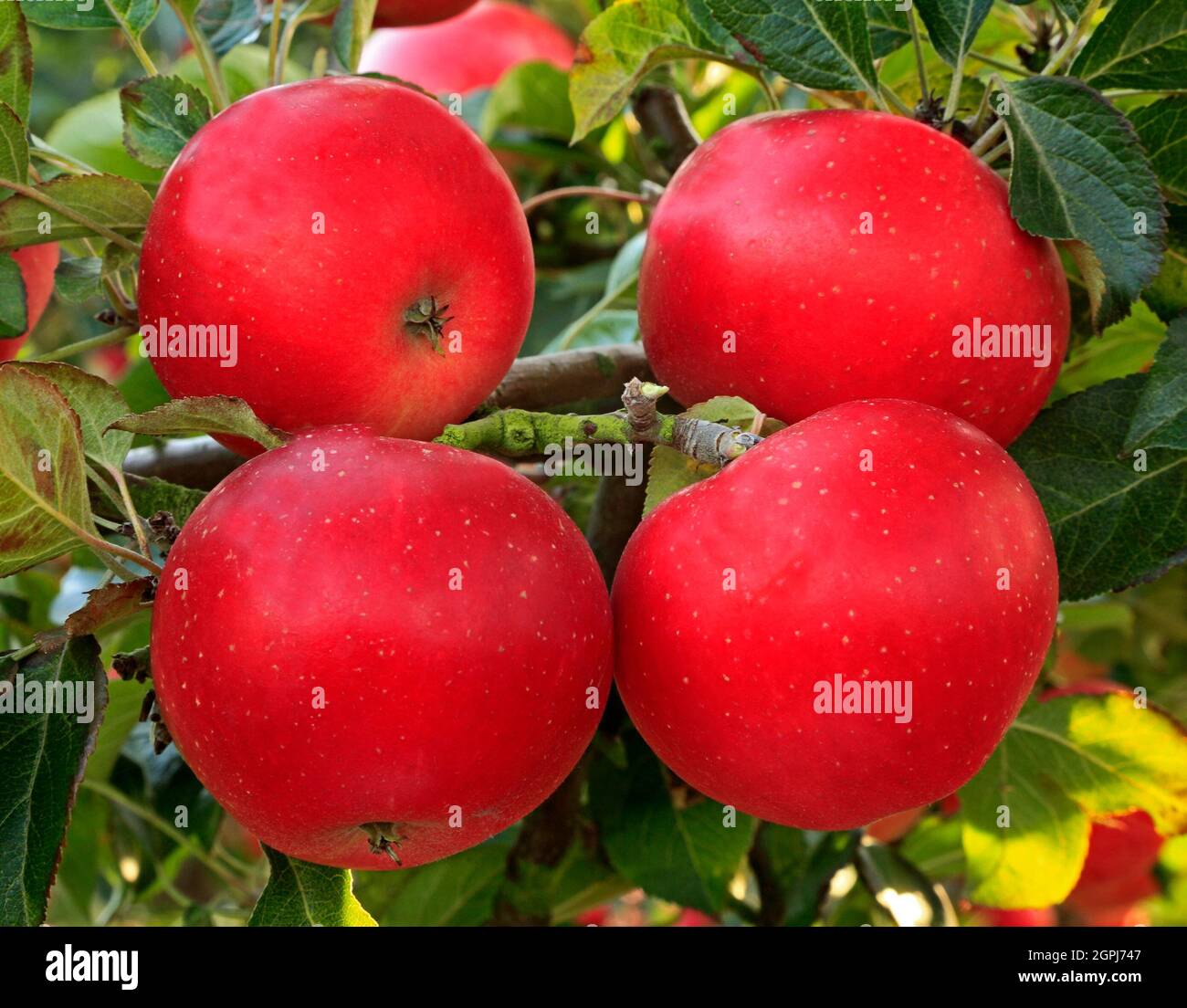 Apple 'Discovery', growing on tree, apples, malus domestica, healthy ...