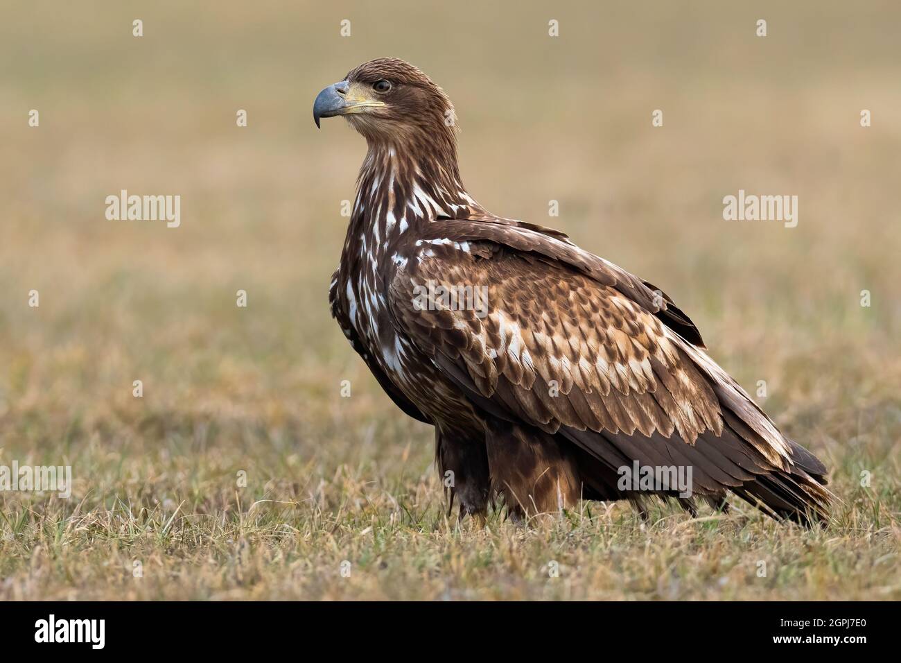 Standing eagle hi-res stock photography and images - Alamy