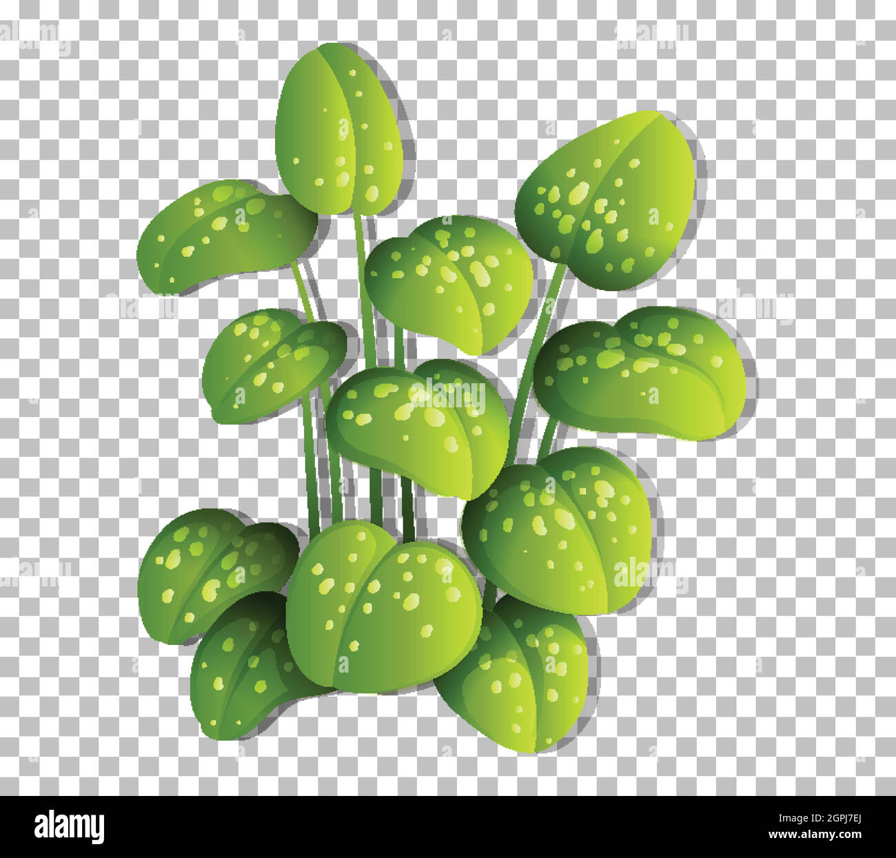 Tropical plant on transparent background illustration Stock Vector ...