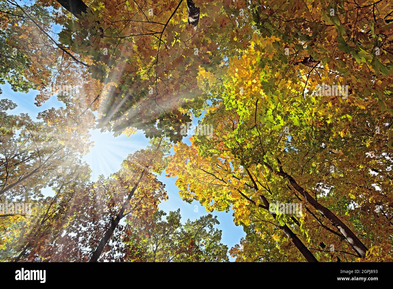 Autumn leaves background. Yellow maple leaf over blurred texture with ...