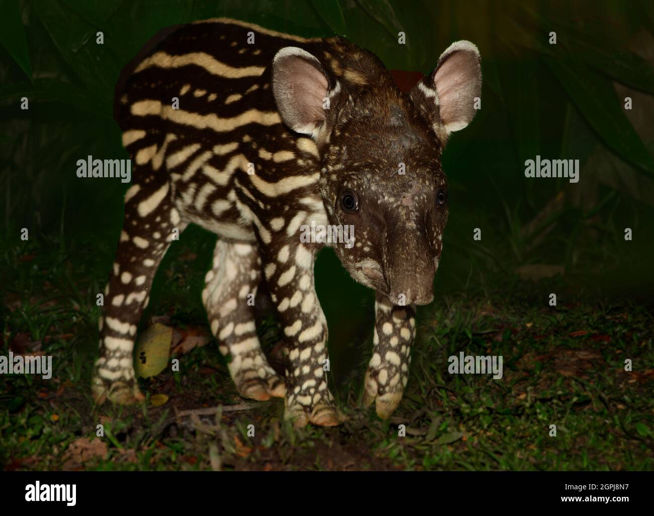 Baby South American tapir (Tapirus terrestris) during night. Manu ...