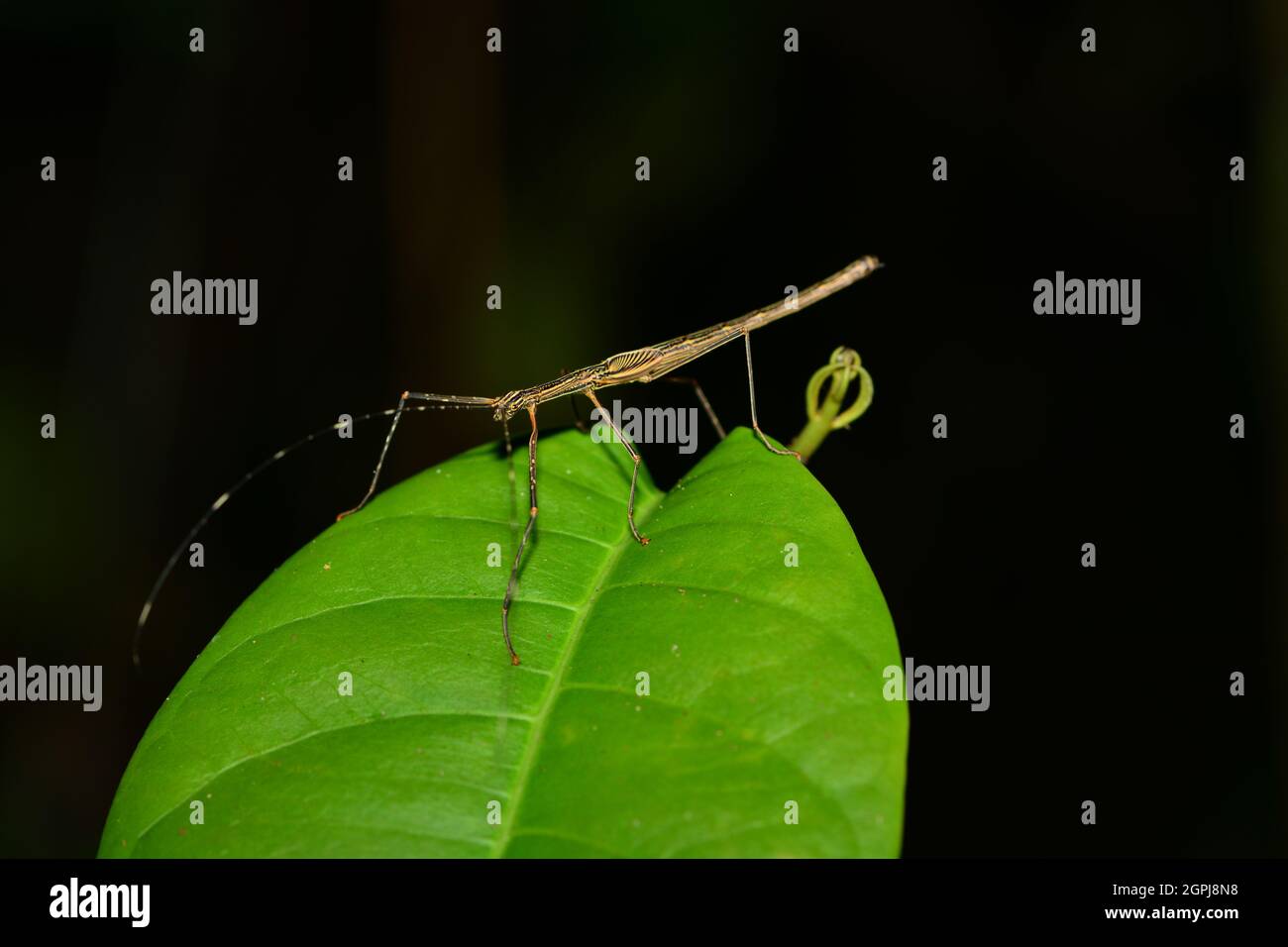 Peruvian invertebrates hi-res stock photography and images - Alamy