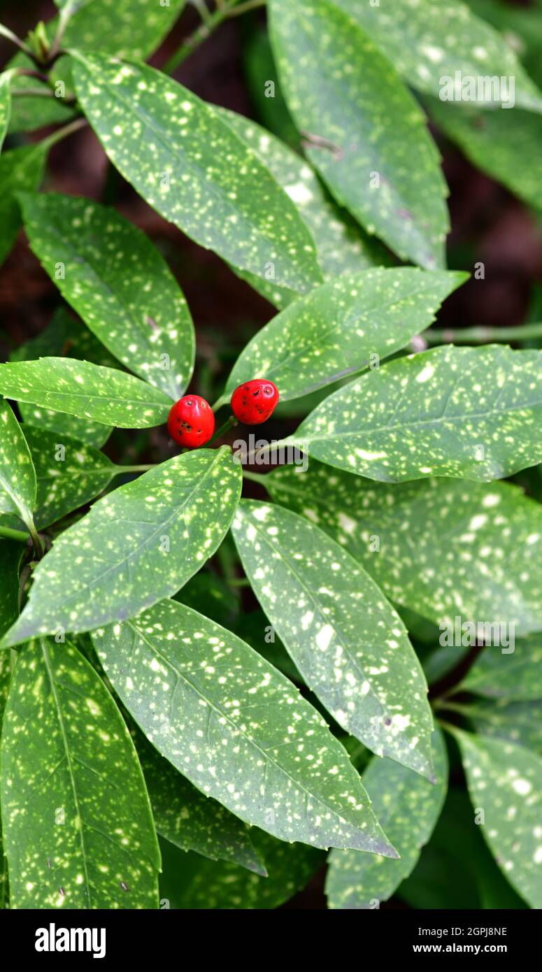 Close up view of Japanese aucuba,(Aucuba japonica) with fruits Stock ...