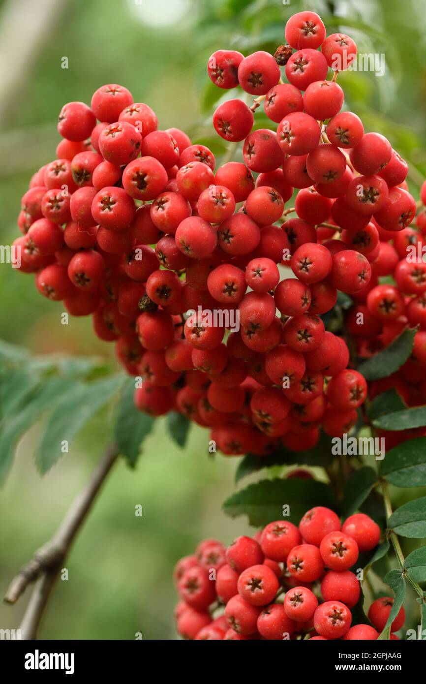 Clusters of mountain ash hi-res stock photography and images - Alamy