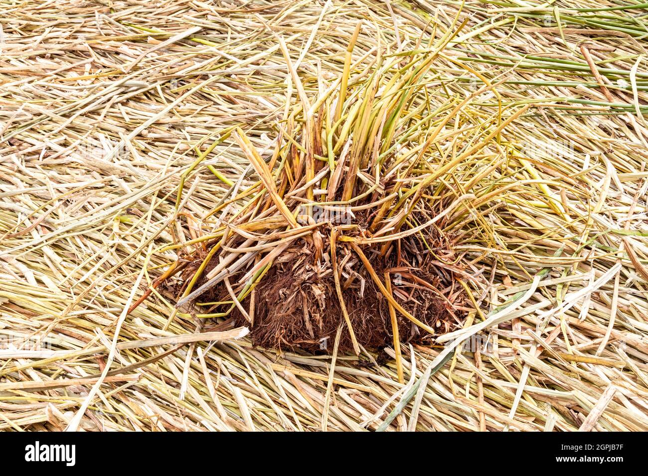 Detail of a reed which is used for building of Uros floating islands ...