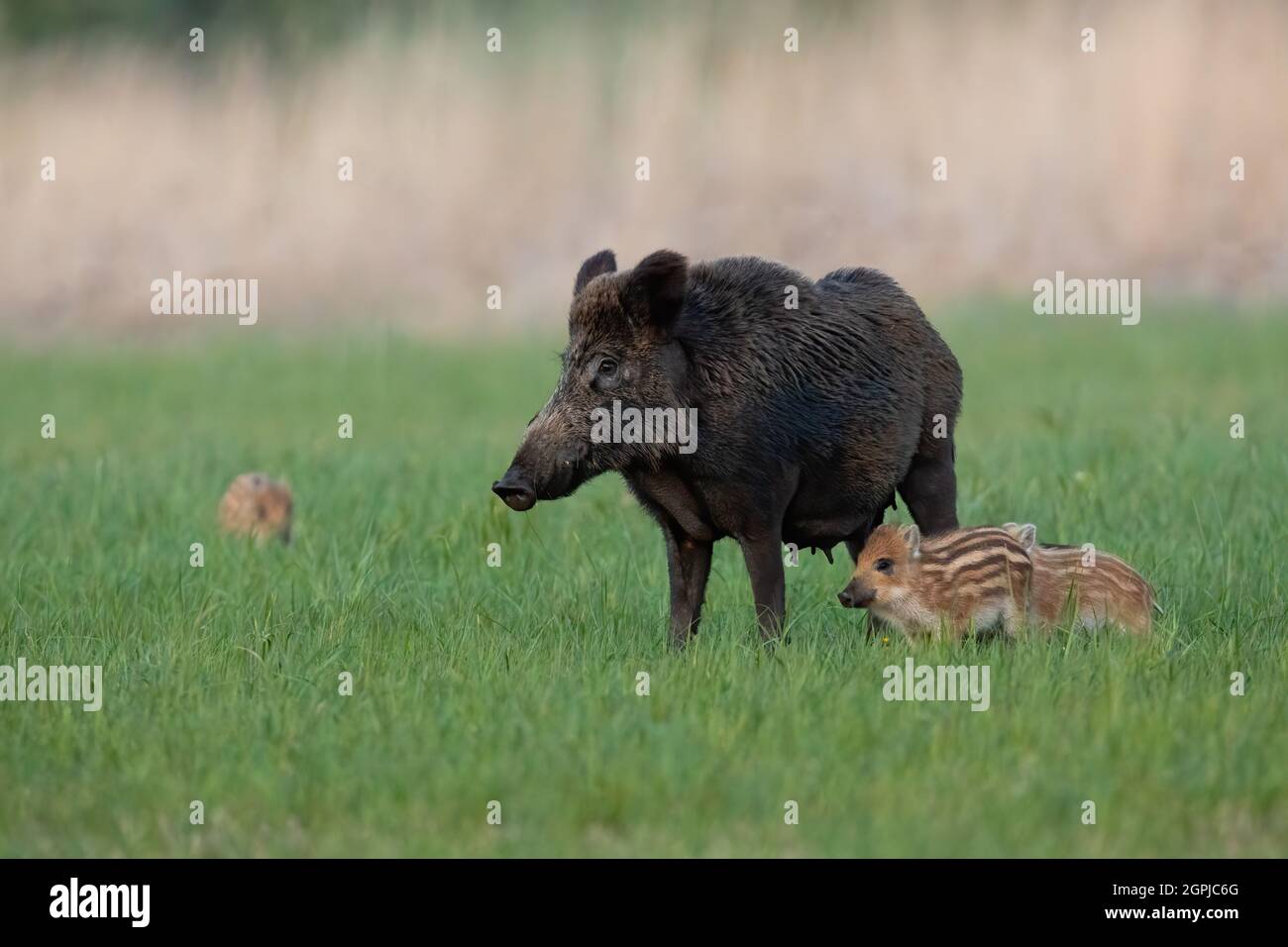 Family of wild boar standing on meadow in springtime Stock Photo - Alamy
