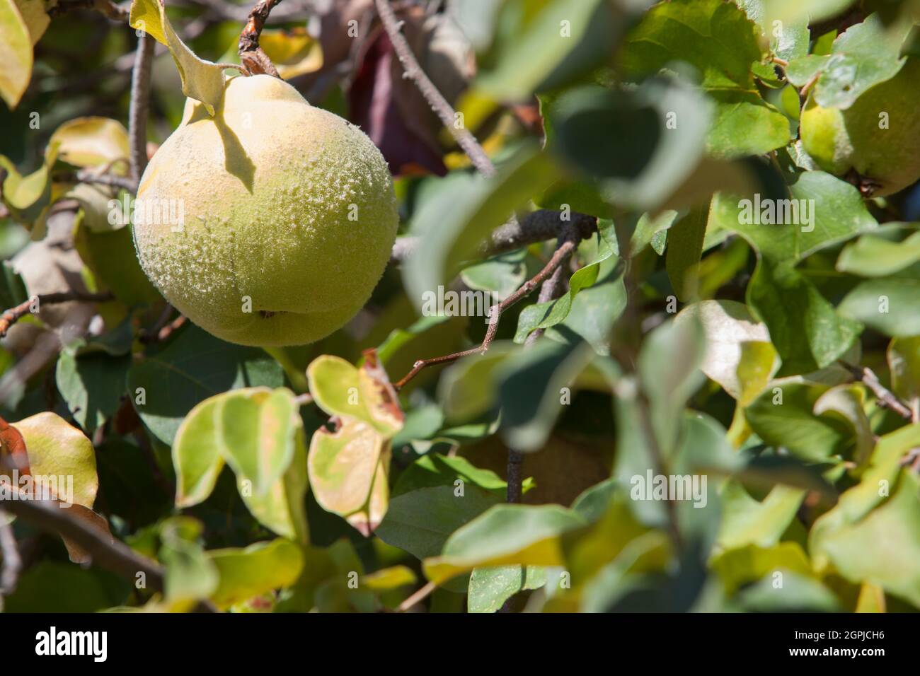 Quince foliage with ripening fruit. Immature items covered with dense ...