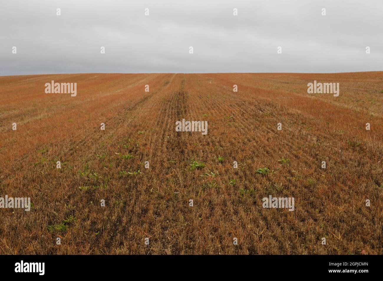 The field extending into the horizon. autumn gray weather Stock Photo ...