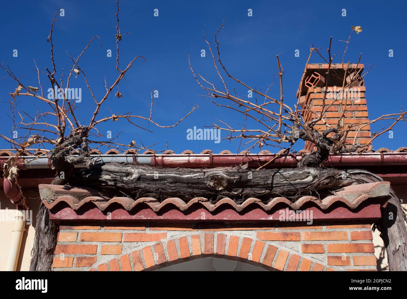 Branch enclosing hi-res stock photography and images - Alamy