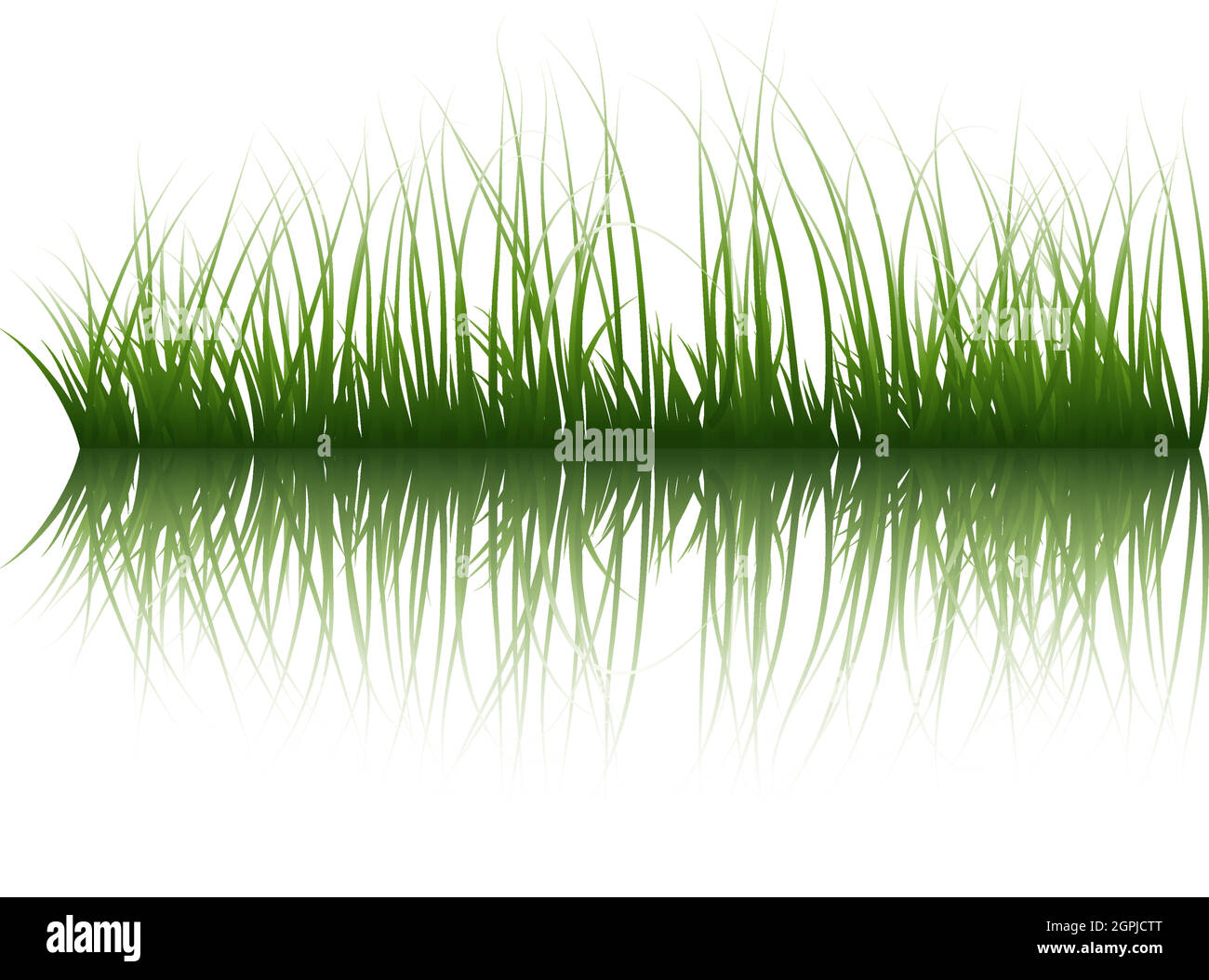 Grass on field in summer Stock Vector Images - Alamy