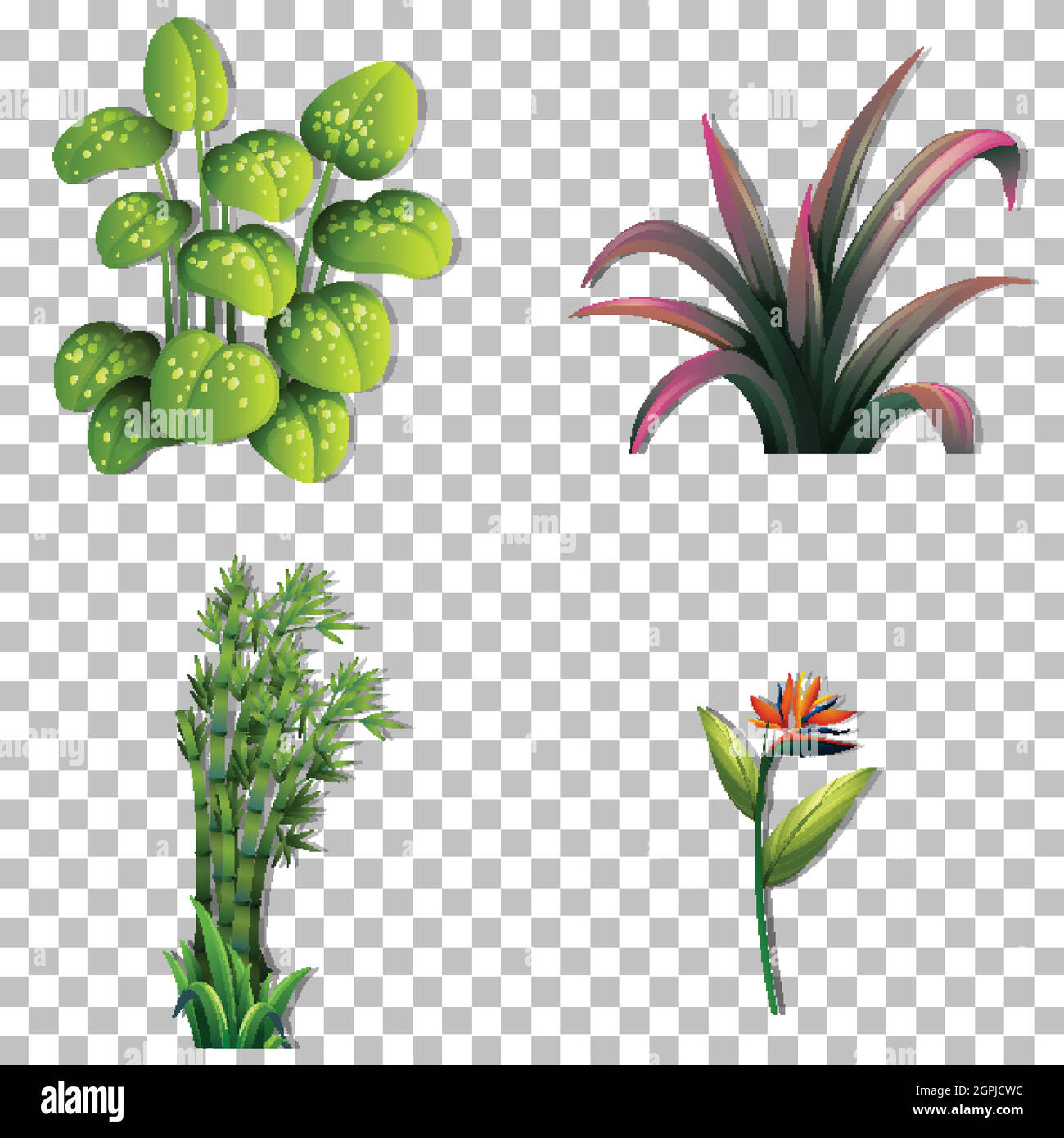 Set of variety plants on transparent background illustration Stock ...