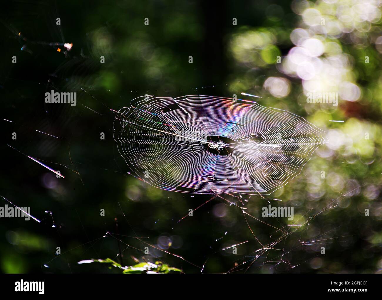 Sunlight diffracting on a spiderweb Stock Photo - Alamy