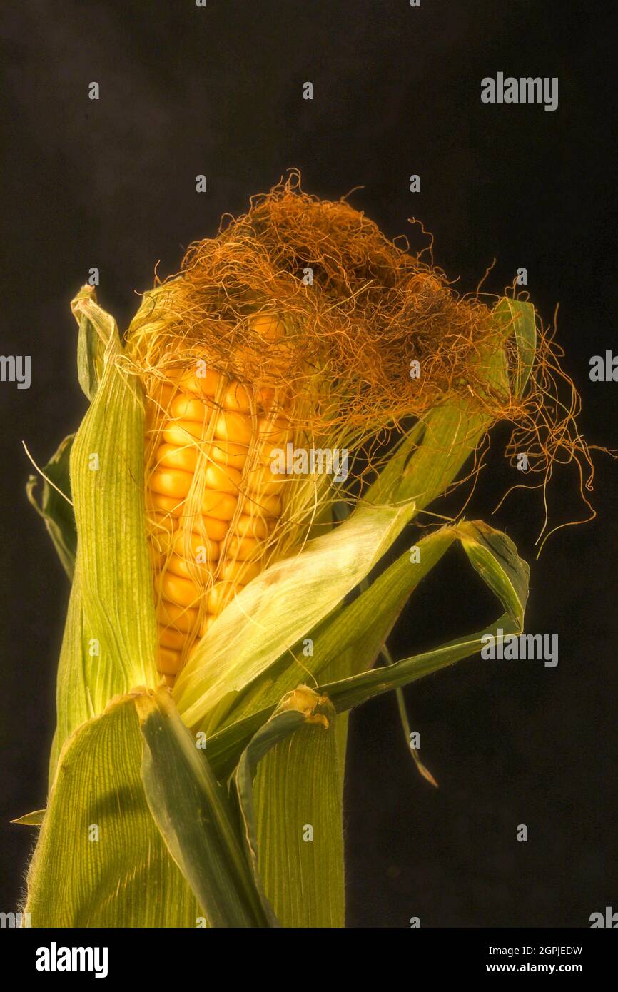 Dramatic close-up food ingredient still-life of sweet corn against a ...