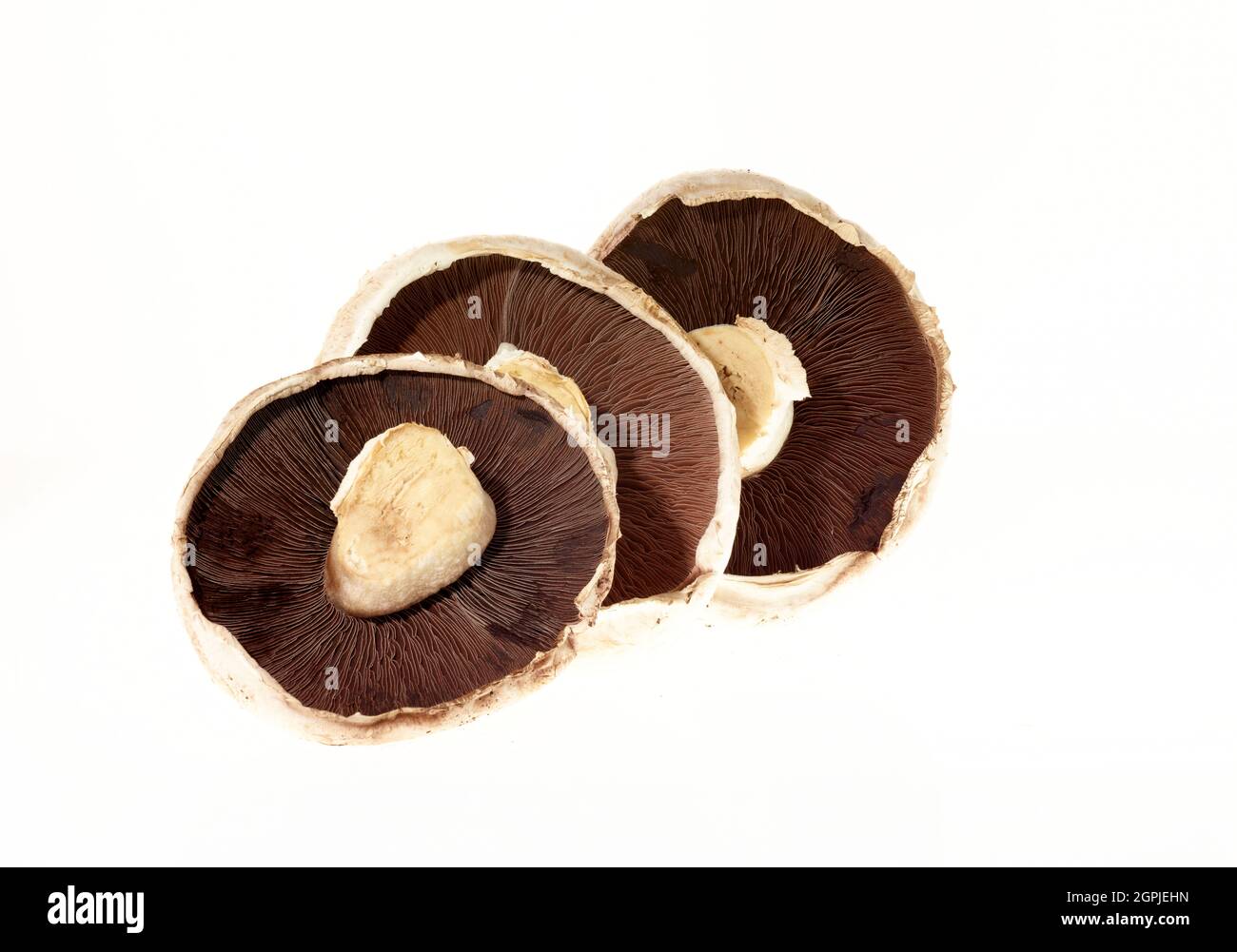 Poland size Cut Out Stock Images & Pictures - Alamy