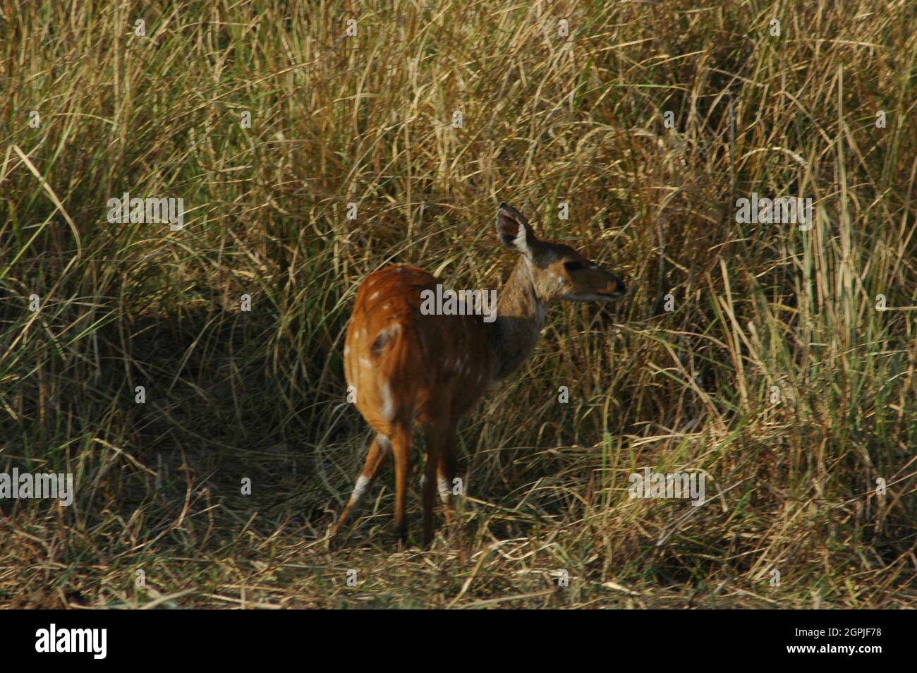 Duiker botswana hi-res stock photography and images - Alamy