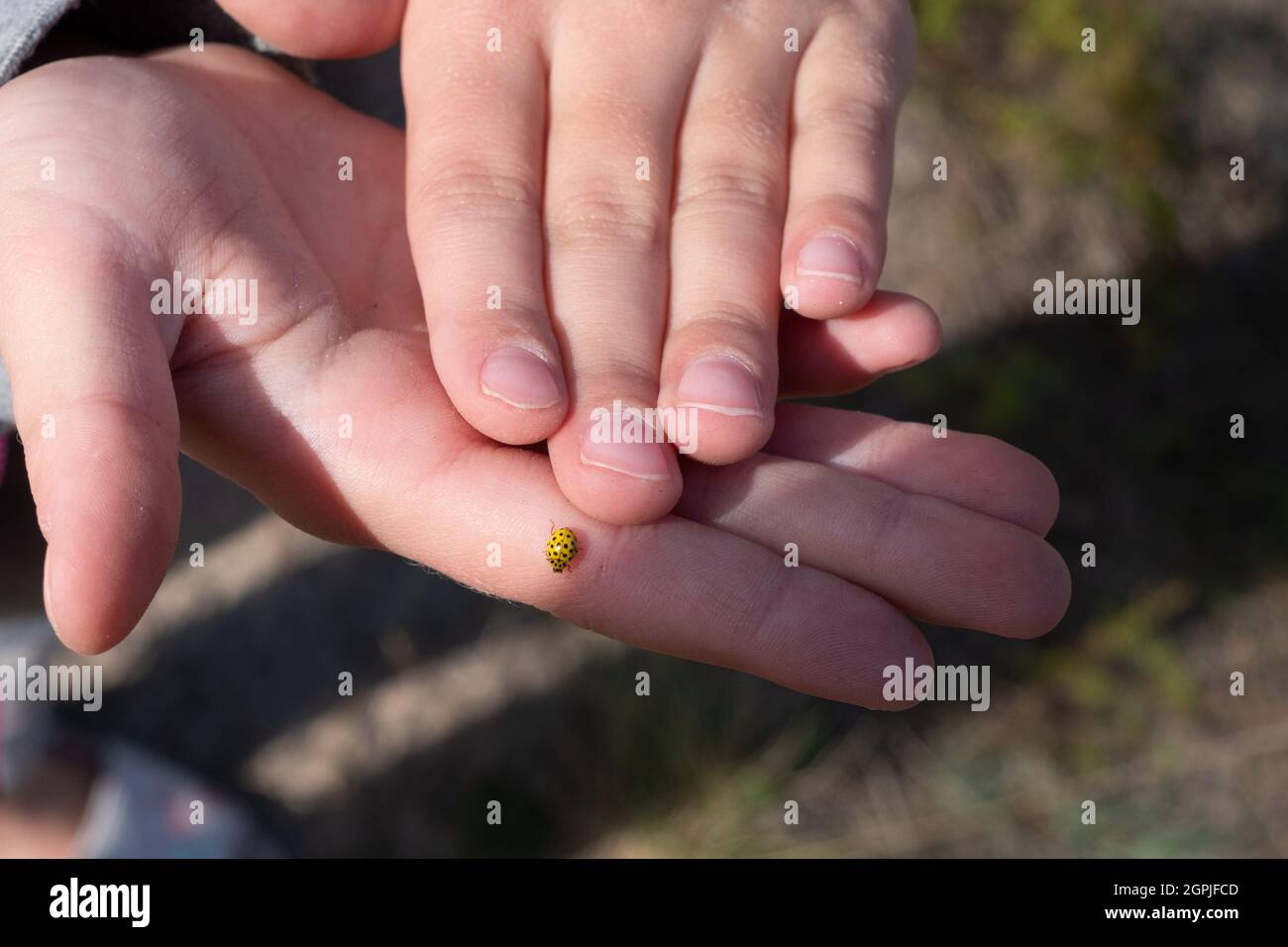 22 Spot ladybird. Yellow ladybug crawling on child's hand Stock Photo ...