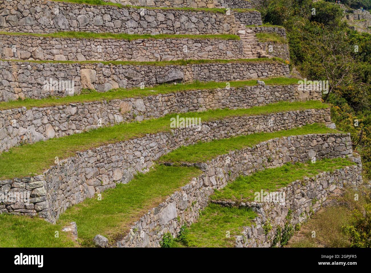Former agricultural terraces at Machu Picchu ruins, Peru Stock Photo ...