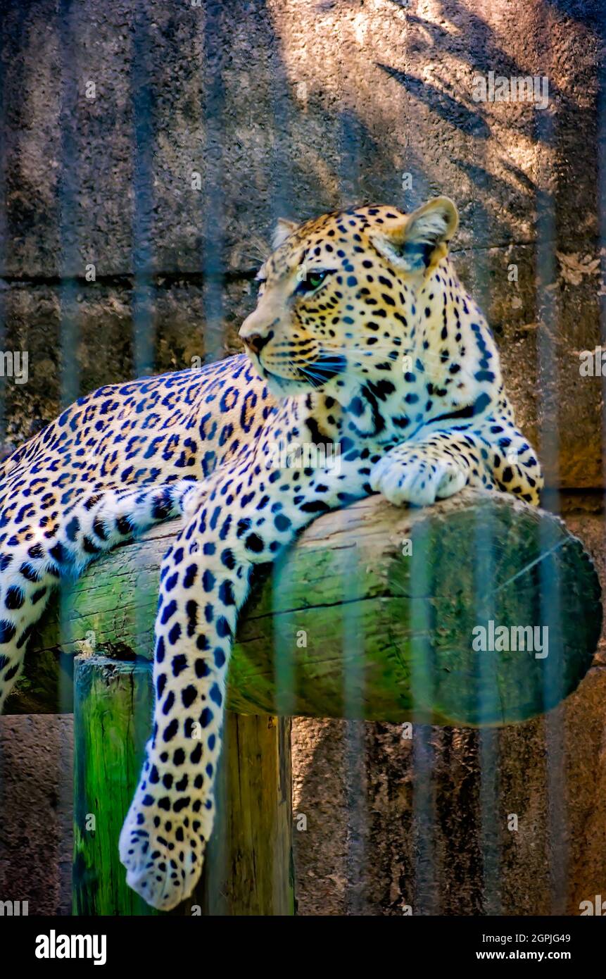 An African leopard (Panthera pardus pardus) rests on a log at the ...