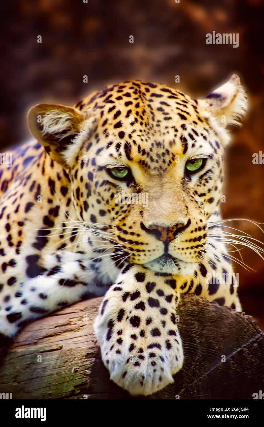 African leopard face hi-res stock photography and images - Alamy