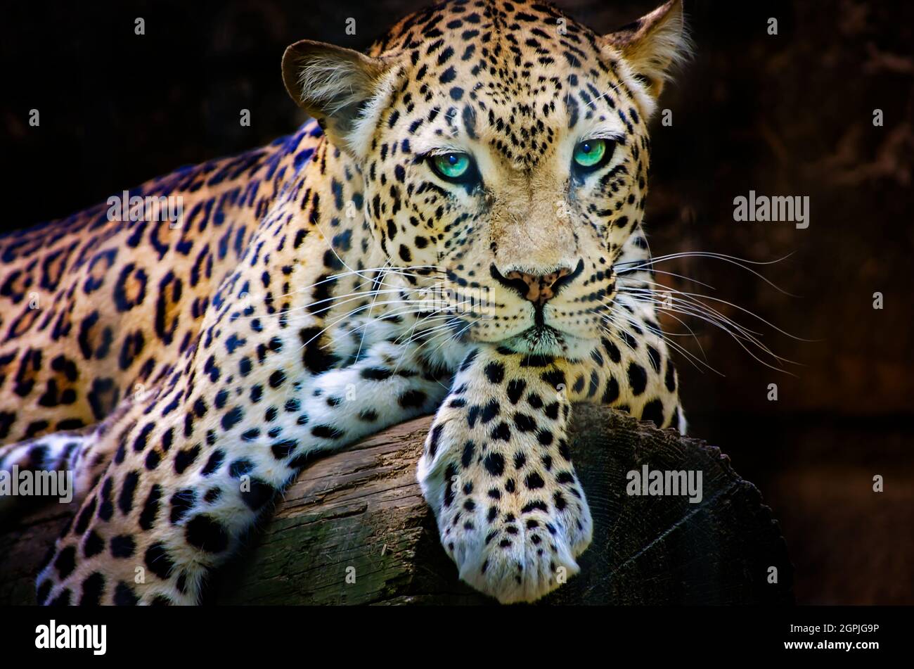 African leopard panthera pardus pardus hi-res stock photography and ...