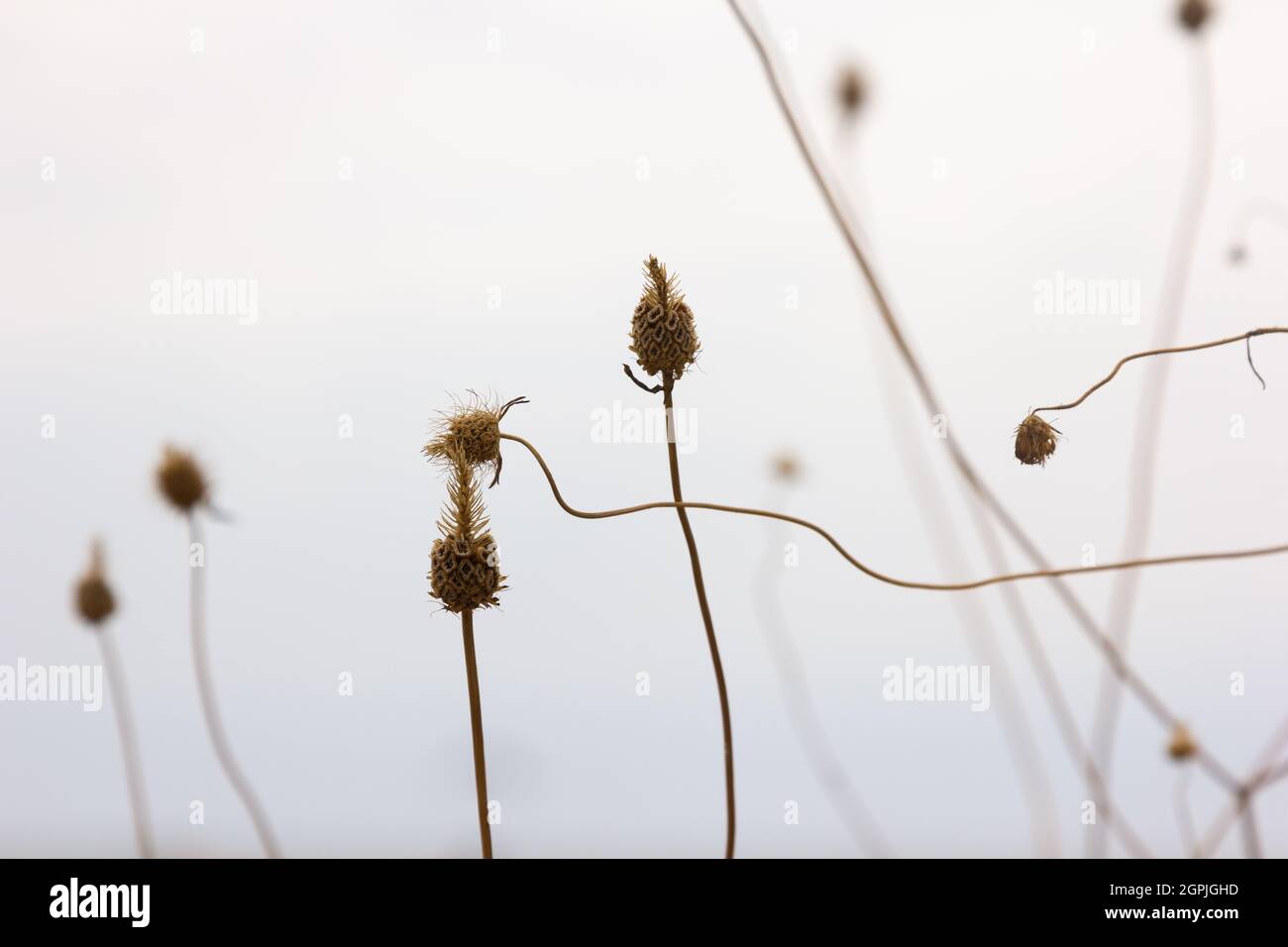 Herbs and simple plants in backlighting Stock Photo - Alamy