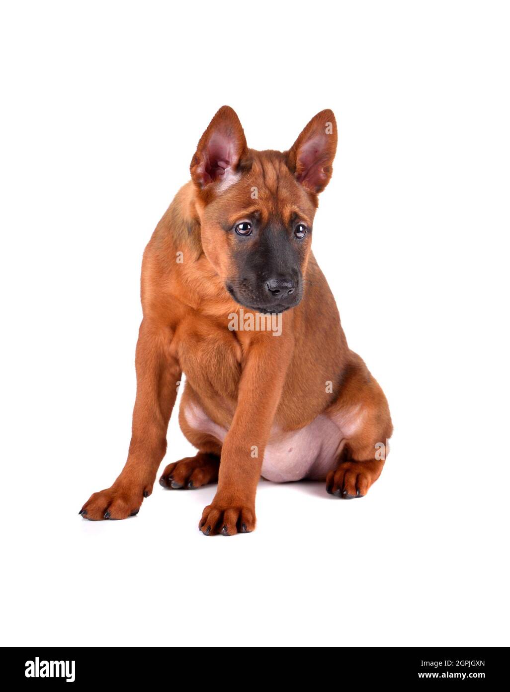 Sitting puppy of red Thai Ridgeback isolated on a white background ...