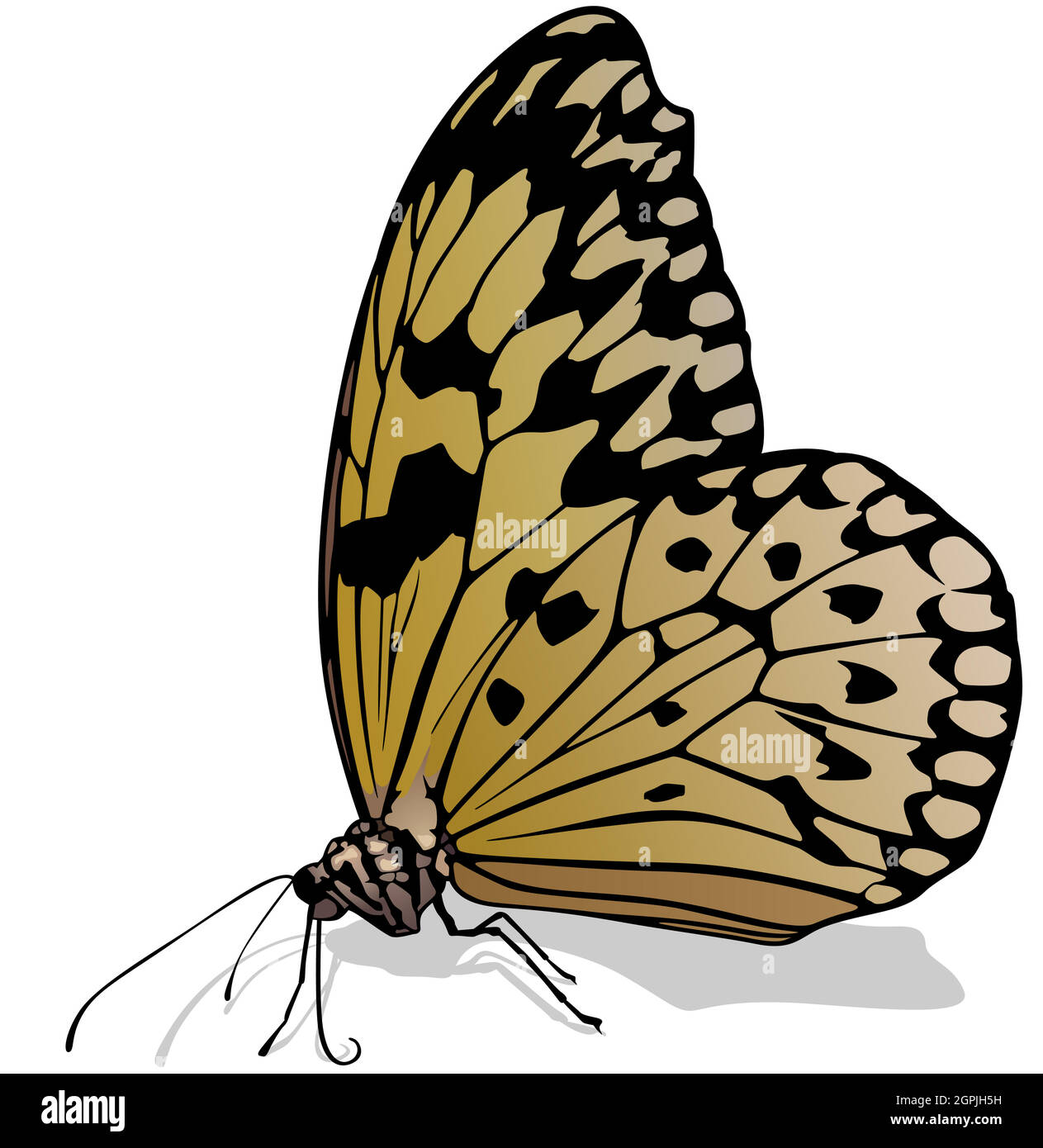 Yellow Rice Paper Butterfly Stock Vector Image & Art - Alamy