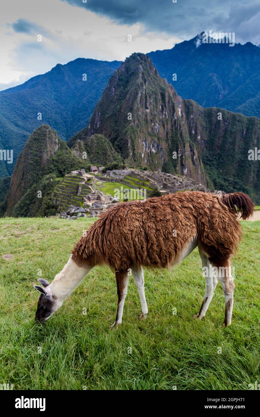 Lama at Machu Picchu ruins, Peru Stock Photo - Alamy