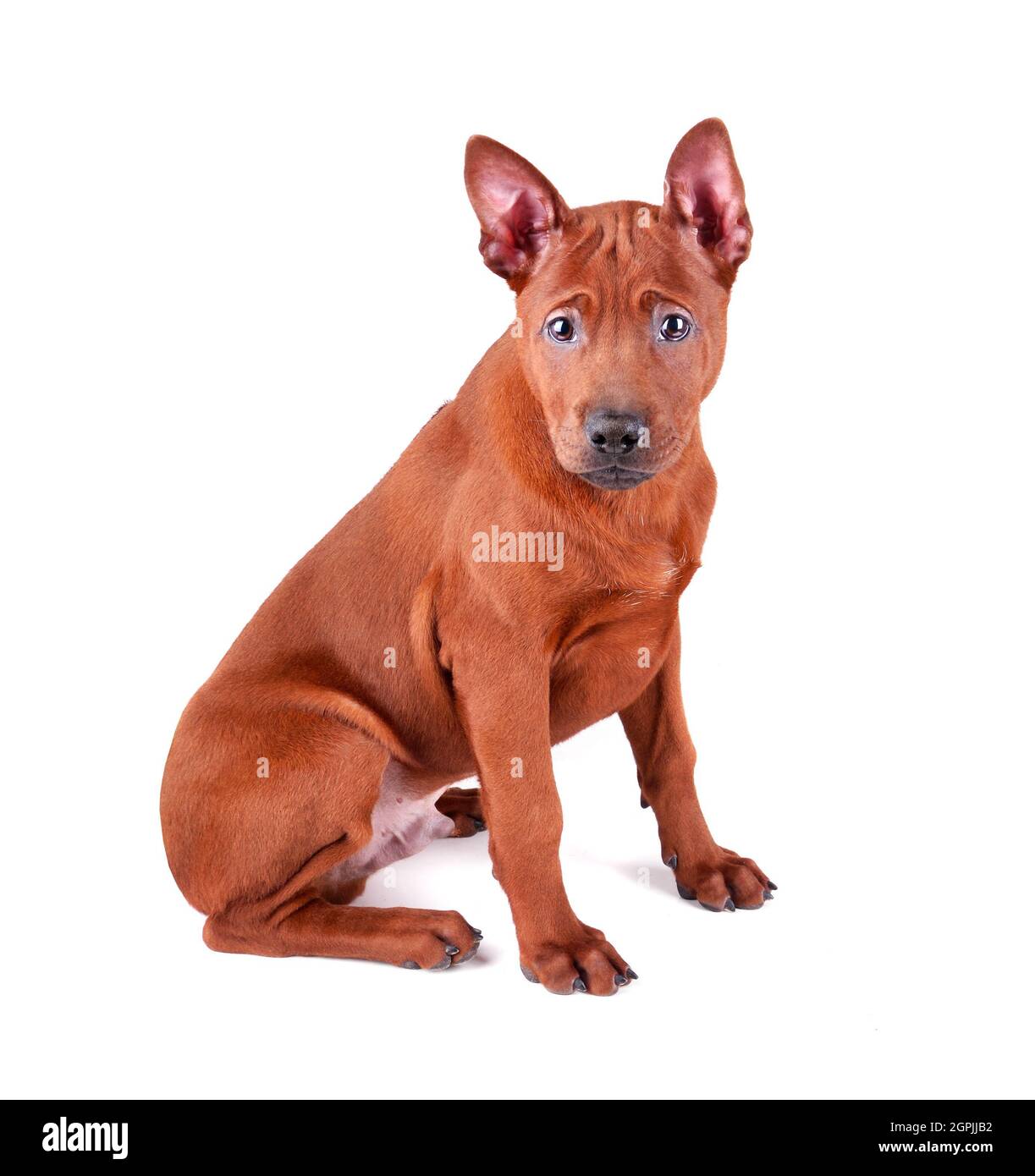 Thai Ridgeback Colors