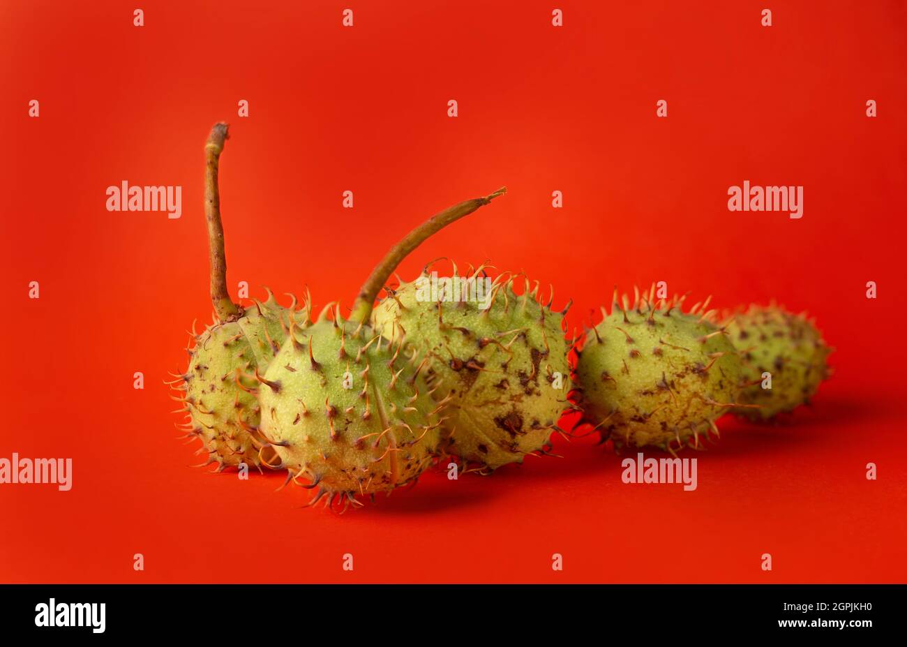 green prickly chestnuts on a red background Stock Photo - Alamy